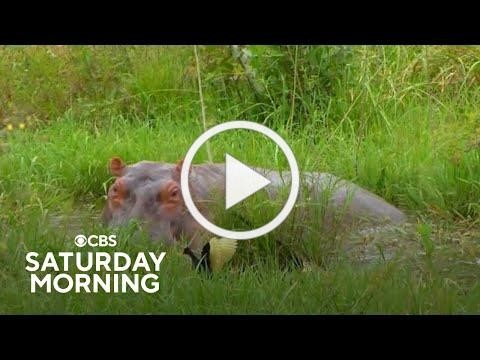 HIPPOS AND BEARS...OH MY - Devine Intermodal